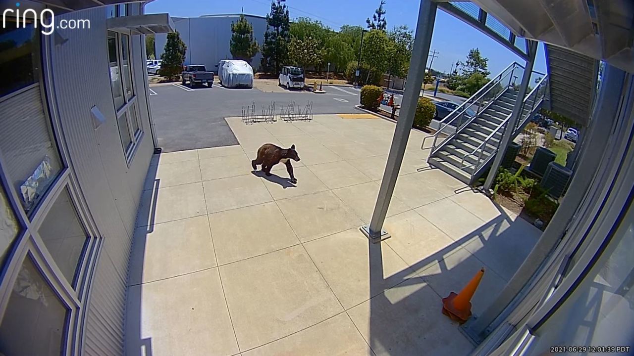Bear Sighting at Cal Poly 7.02.2021 - KPRL Radio 1230AM & 99.3FM