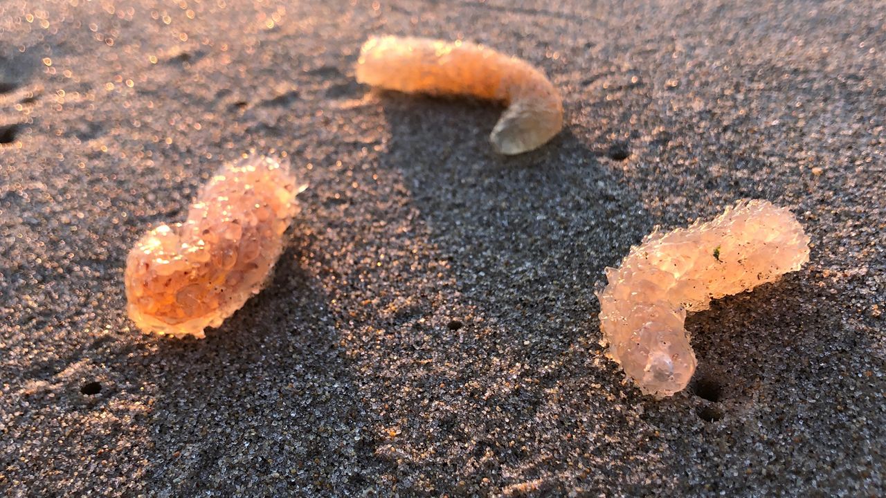 Sea Pickles in Morro Bay 12.31.2020 - KPRL Radio 1230AM & 99.3FM