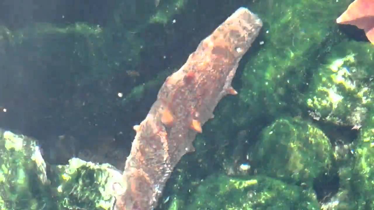 Sea Pickles in Morro Bay 12.31.2020 - KPRL Radio 1230AM & 99.3FM